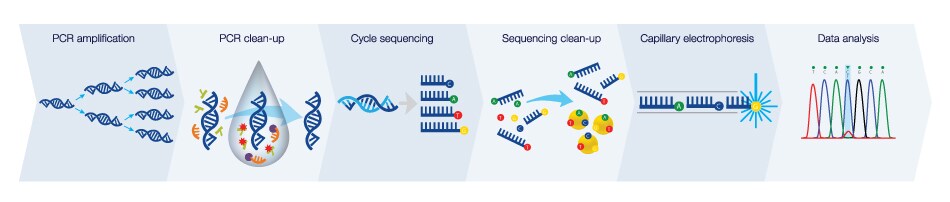 How to Conduct Sanger Sequencing | Thermo Fisher Scientific - CN
