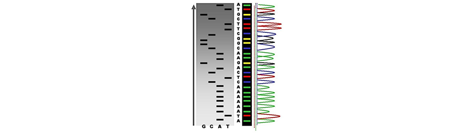 What is Sanger sequencing? | Thermo Fisher Scientific - CN