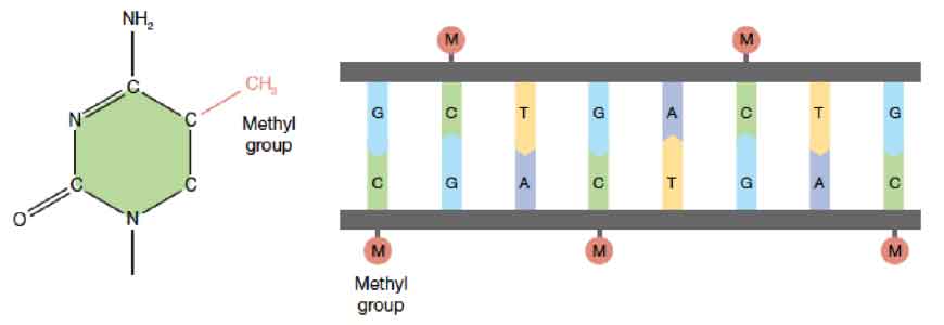 DNA Methylation | Thermo Fisher Scientific - CN