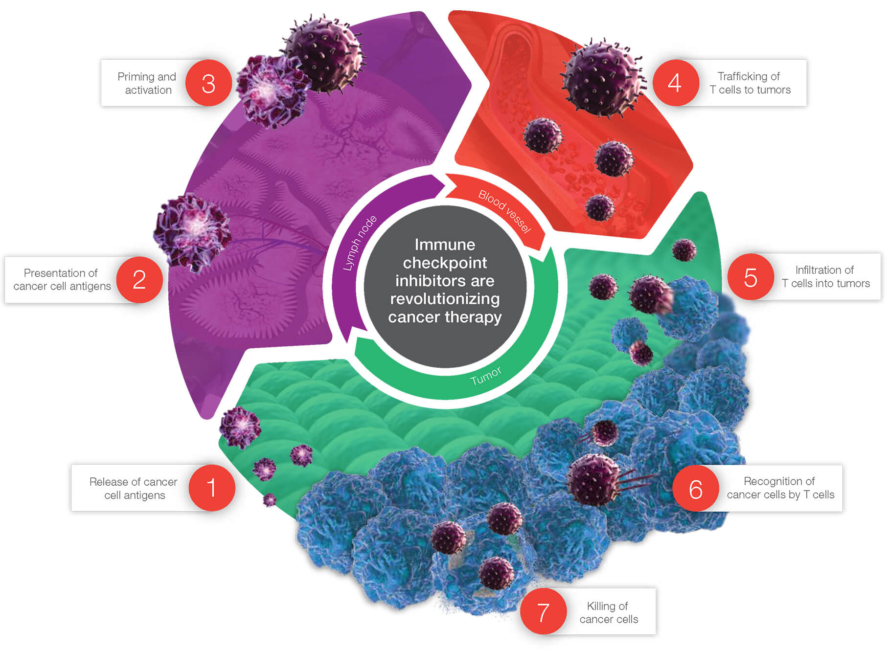 The Cancer-Immunity Cycle | Thermo Fisher Scientific - CN