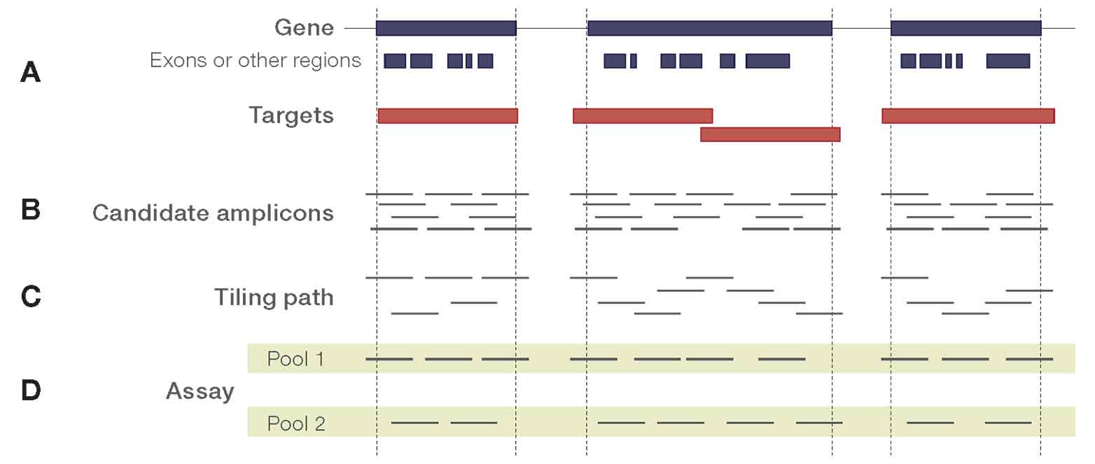 Targeted Sequencing Approaches for NGS | Thermo Fisher Scientific - CN