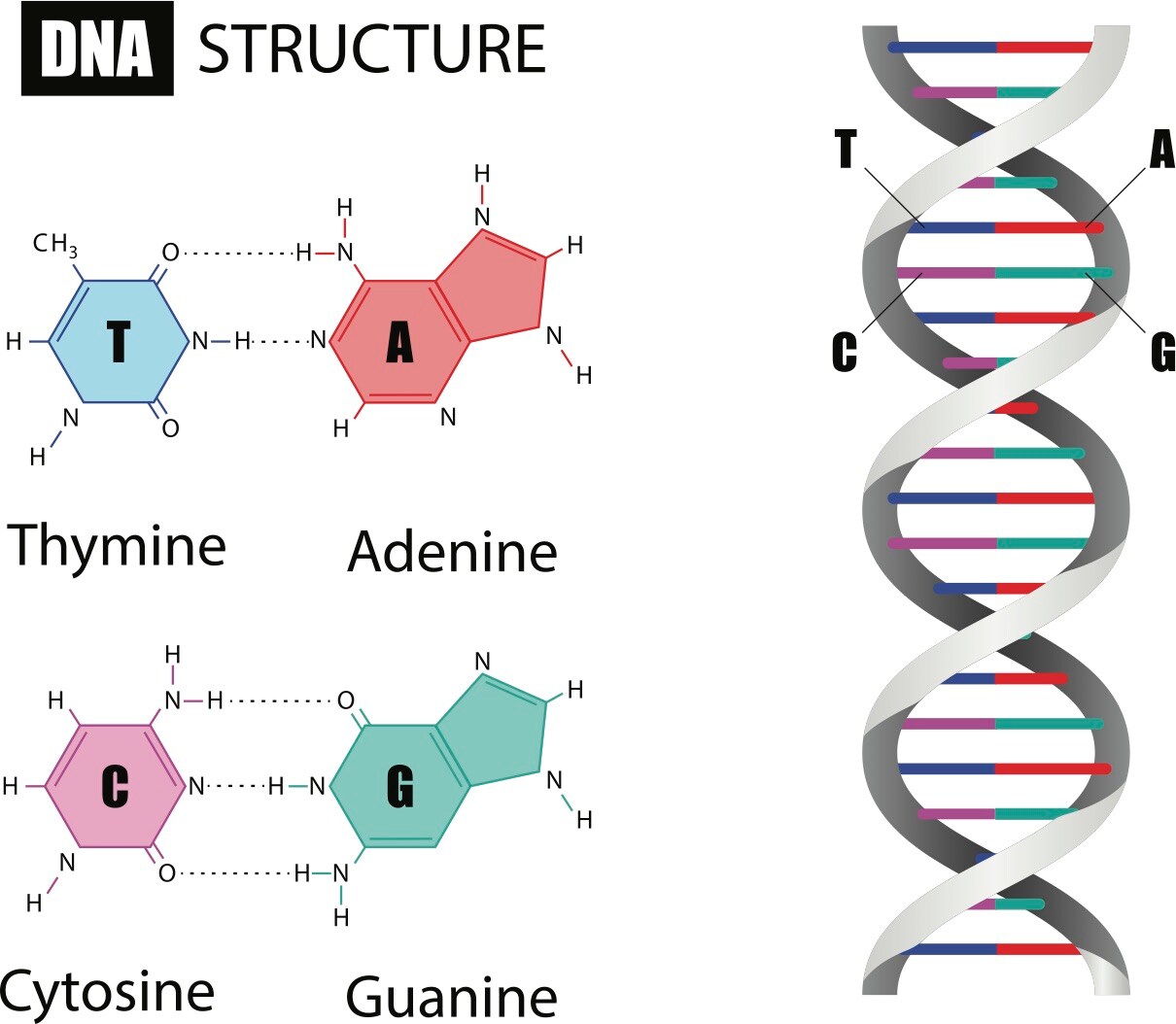What is DNA sequencing? | Thermo Fisher Scientific - CN
