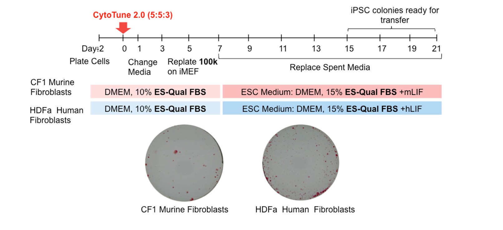 Embryonic Stem Cell FBS Qualified | Thermo Fisher Scientific - CN