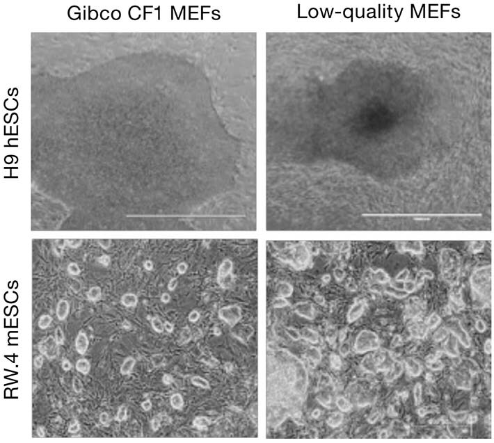 Gibco小鼠胚胎成纤维细胞-MEF细胞-赛默飞 | Thermo Fisher Scientific - CN