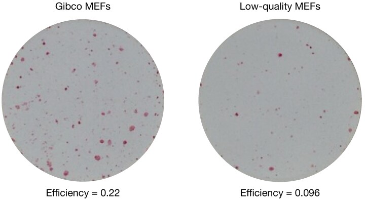 Gibco小鼠胚胎成纤维细胞-MEF细胞-赛默飞 | Thermo Fisher Scientific - CN