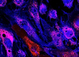 Mesenchymal Stem Cell FBS Qualified | Thermo Fisher Scientific - CN