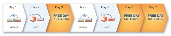 用于稳定无滋养层多能干细胞培养的StemFlex干细胞培养基 | Thermo Fisher Scientific - CN