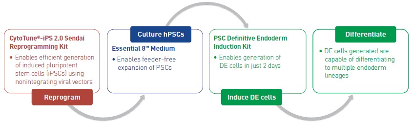 Culture Systems & Reagents for Definitive Endoderm Differentiation ...