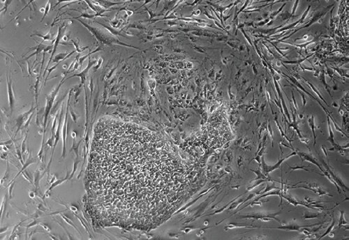 PSC 资源手册 - 培养 | Thermo Fisher Scientific - CN