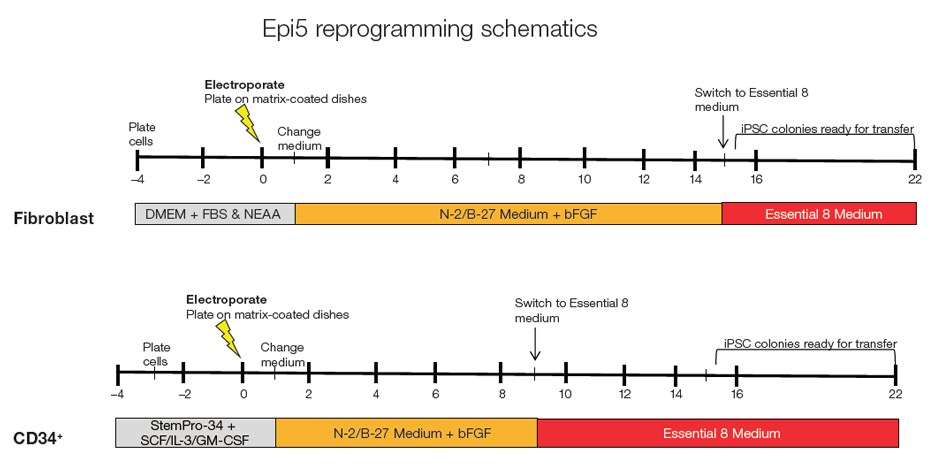 细胞重编程–转录重编程-赛默飞| Thermo Fisher Scientific - CN | Thermo Fisher ...