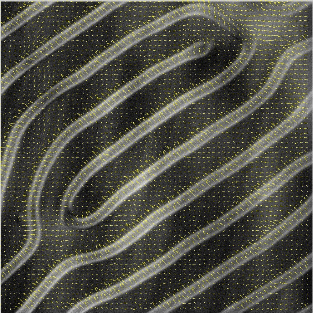 DPC 成像 | 差相对比成像 | 赛默飞 | Thermo Fisher Scientific - CN