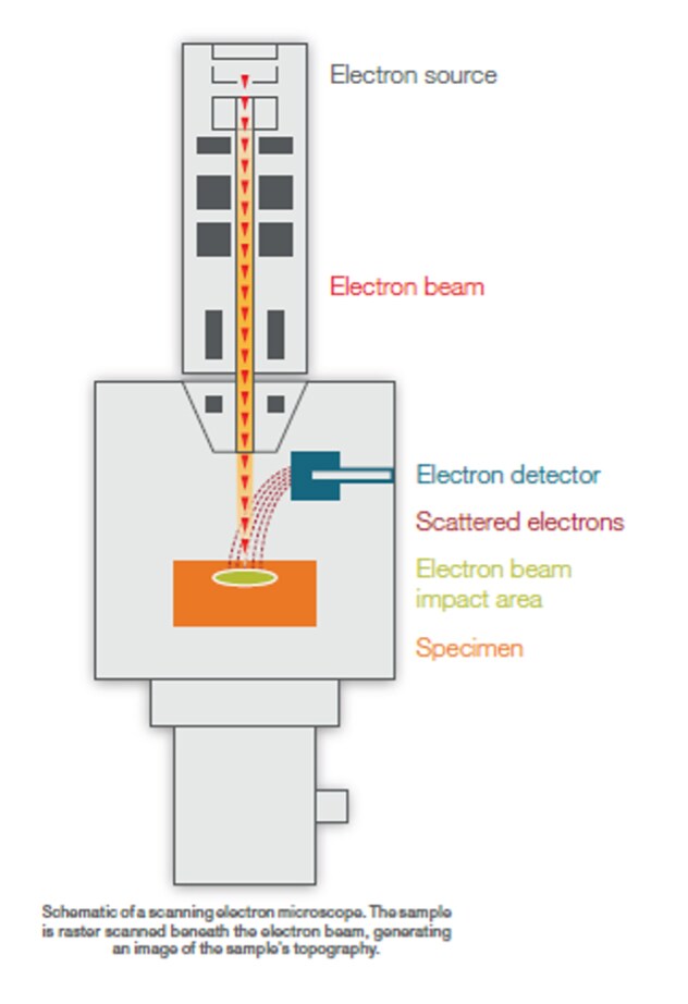 Scanning Electron Microscopy | Scanning Electron Microscopes | Thermo ...