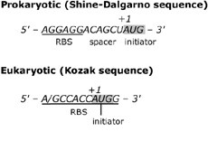 Ribosomal Binding Site Sequence Requirements | Thermo Fisher Scientific ...