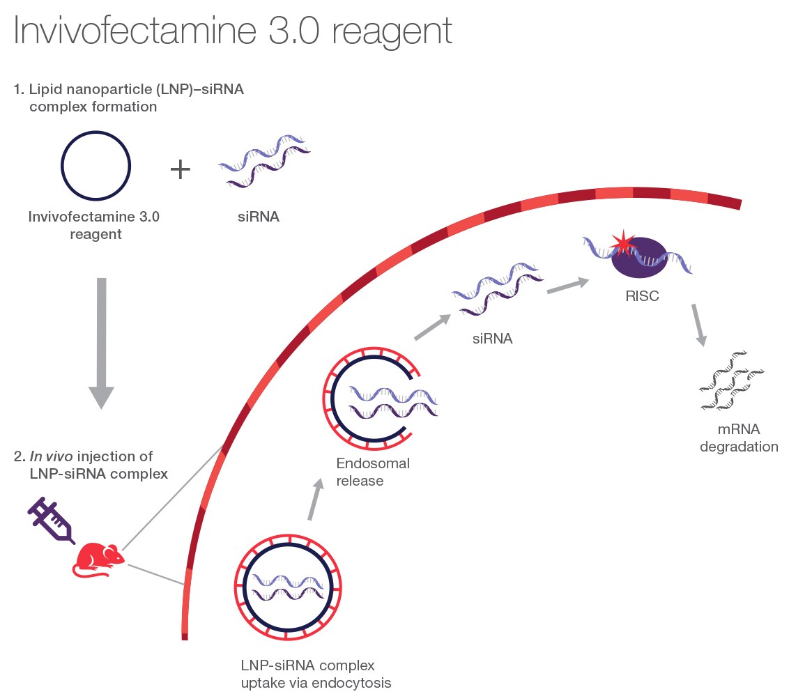 In Vivo Transfection | Thermo Fisher Scientific - CN
