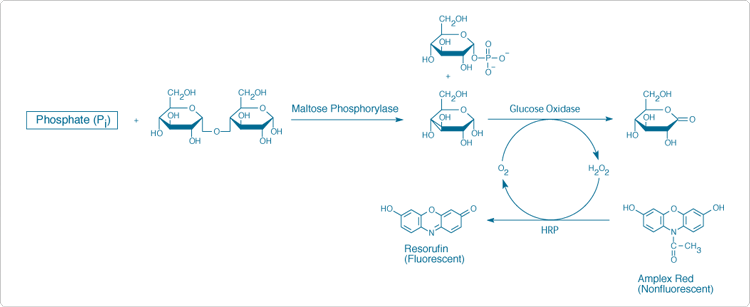Detecting Enzymes That Metabolize Phosphates and Polyphosphates—Section ...