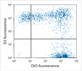 Tracers for Membrane Labeling—Section 14.4 | Thermo Fisher Scientific - CN