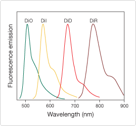 Tracers for Membrane Labeling—Section 14.4 | Thermo Fisher Scientific - CN