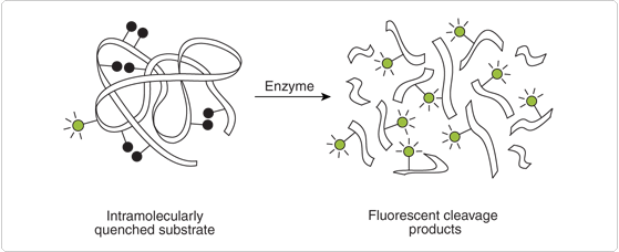 BODIPY Dye Series—Section 1.4 | Thermo Fisher Scientific - CN