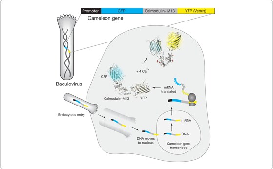 Protein-Based Ca2+ Indicators—Section 19.5 | Thermo Fisher Scientific - CN