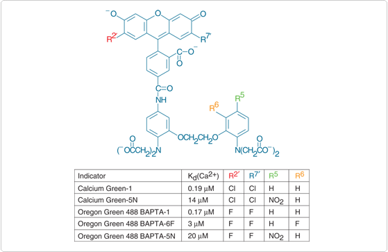 Fluorescent Ca2+ Indicators Excited with Visible Light—Section 19.3 ...
