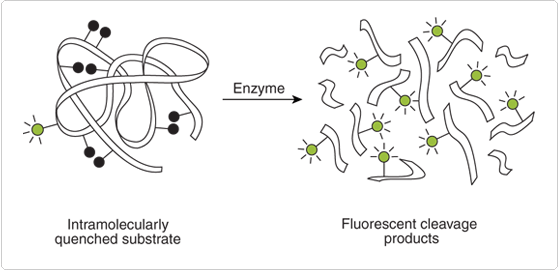 Fluorescence Fundamentals | Thermo Fisher Scientific - CN