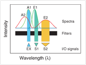 Fluorescence Fundamentals | Thermo Fisher Scientific - CN