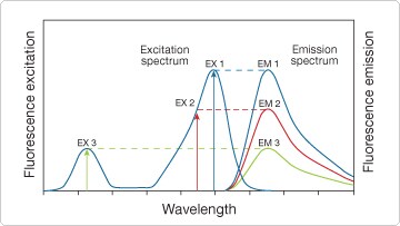 Fluorescence Fundamentals | Thermo Fisher Scientific - CN