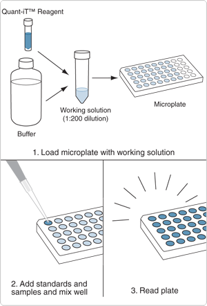 Nucleic Acid Quantitation in Solution—Section 8.3 | Thermo Fisher ...