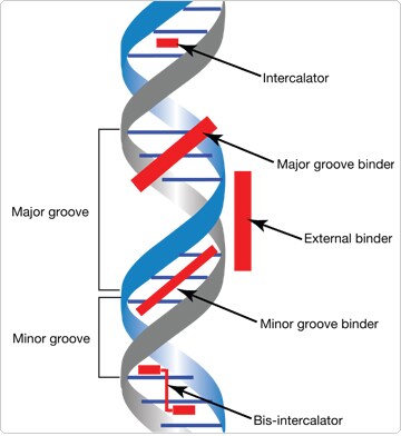 Nucleic Acid Stains—Section 8.1 | Thermo Fisher Scientific - CN