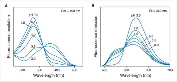 Probes Useful at Acidic pH—Section 20.3 | Thermo Fisher Scientific - CN