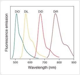 Dialkylcarbocyanine and Dialkylaminostyryl Probes—Section 13.4 | Thermo ...