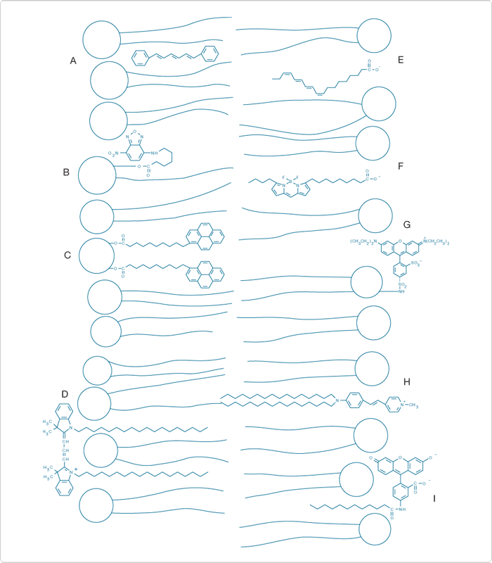 Fatty Acid Analogs and Phospholipids—Section 13.2 | Thermo Fisher ...