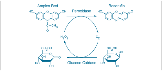 Generating and Detecting Reactive Oxygen Species—Section 18.2 | Thermo ...