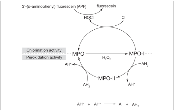 Generating and Detecting Reactive Oxygen Species—Section 18.2 | Thermo ...