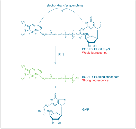 Probes for Protein Kinases, Protein Phosphatases and Nucleotide-Binding ...
