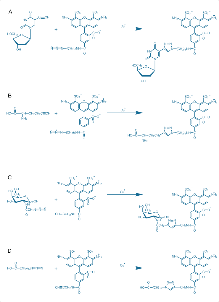 Click Chemistry—Section 3.1 | Thermo Fisher Scientific - CN