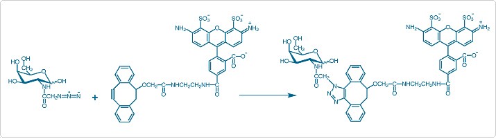 Click Chemistry—Section 3.1 | Thermo Fisher Scientific - CN