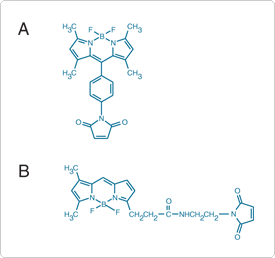Thiol-Reactive Probes Excited with Visible Light—Section 2.2 | Thermo ...