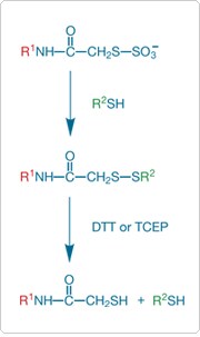 Thiol-Reactive Probes Excited with Visible Light—Section 2.2 | Thermo ...