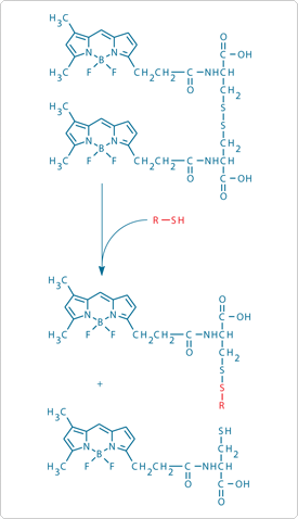 Thiol-Reactive Probes Excited with Visible Light—Section 2.2 | Thermo ...