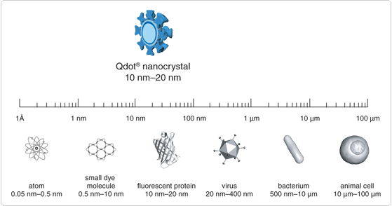 Qdot Nanocrystals—Section 6.6 | Thermo Fisher Scientific - CN