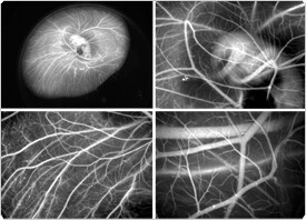 Qdot Nanocrystals—Section 6.6 | Thermo Fisher Scientific - CN