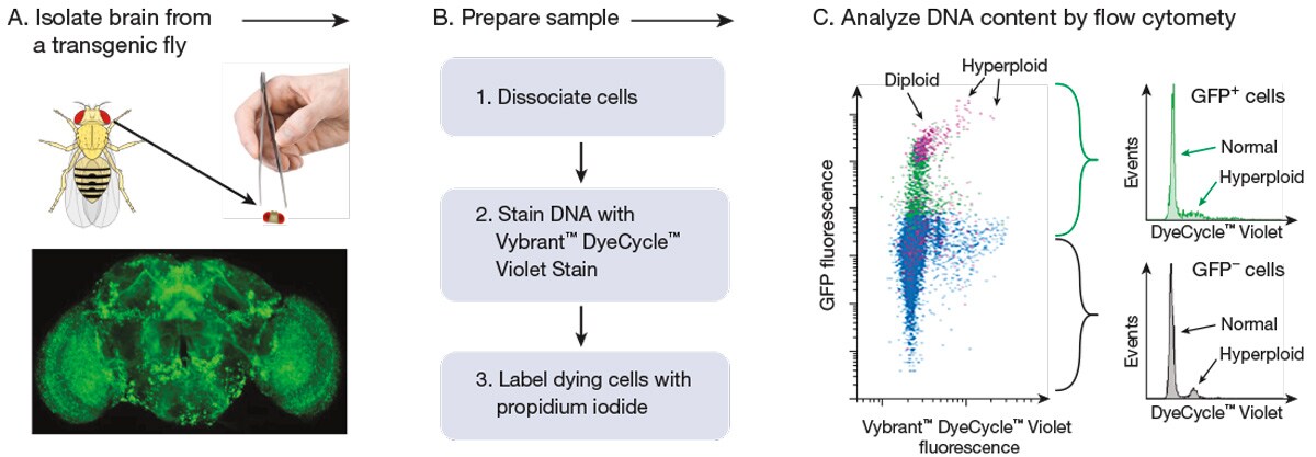A Sensitive Assay for Hyperploidy and Cell Death in the Drosophila ...