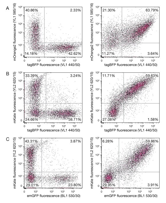 Fluorescent Protein Expression Detection | Thermo Fisher Scientific - CN