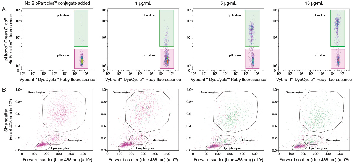 No-Wash, No-Lyse Assays | Thermo Fisher Scientific - CN