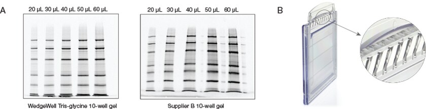 Novex WedgeWell Tris-Glycine Precast Protein Gels | Thermo Fisher ...