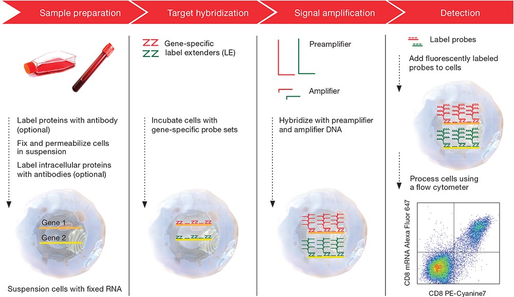 PrimeFlow RNA Assay for Detecting RNA Targets by Flow Cytometry ...