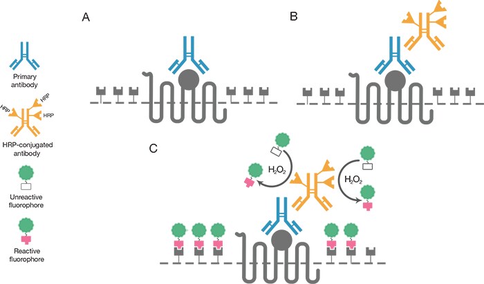 SuperBoost Kits With Alexa Fluor Tyramides for Signal Amplification | Thermo Fisher Scientific - CN