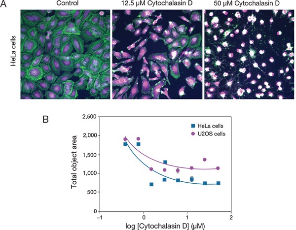 Tools and Protocols for High-Content Imaging and Analysis | Thermo ...