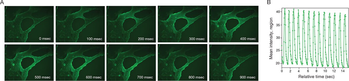 Monitor Drug-Induced Calcium Flux in iPSC-Derived Cardiomyocytes ...